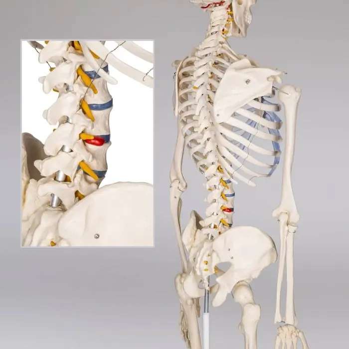 Squelette Anatomie grandeur nature 181cm – via coupon, prix 116,95€ at ...